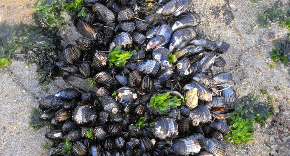 Director recomienda restringir el consumo de choros | PERU | CORREO