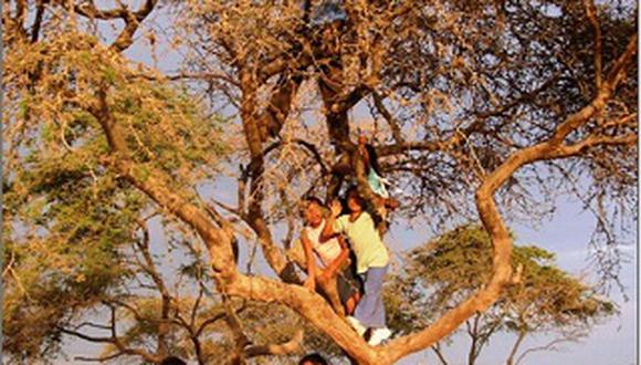 Pisco: Realizarán I Festival del Huarango | PERU | CORREO
