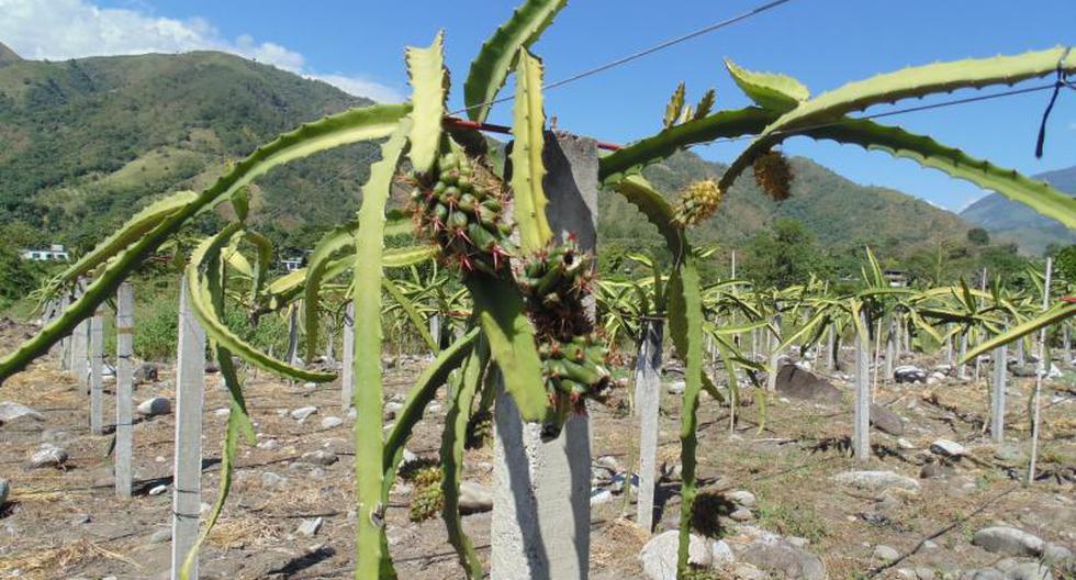 Presentan la "pitaya", la fruta milagrosa de las dietas | PERU | CORREO
