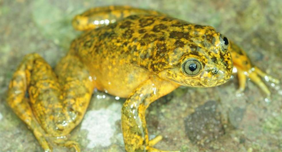 Huancavelica: Descubren nueva especie de rana acuática andina | PERU ...