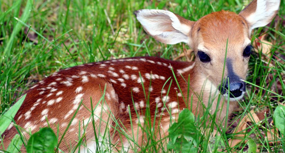 Parque de las Leyendas: Venado bebé es la nueva atracción de zoológico ...