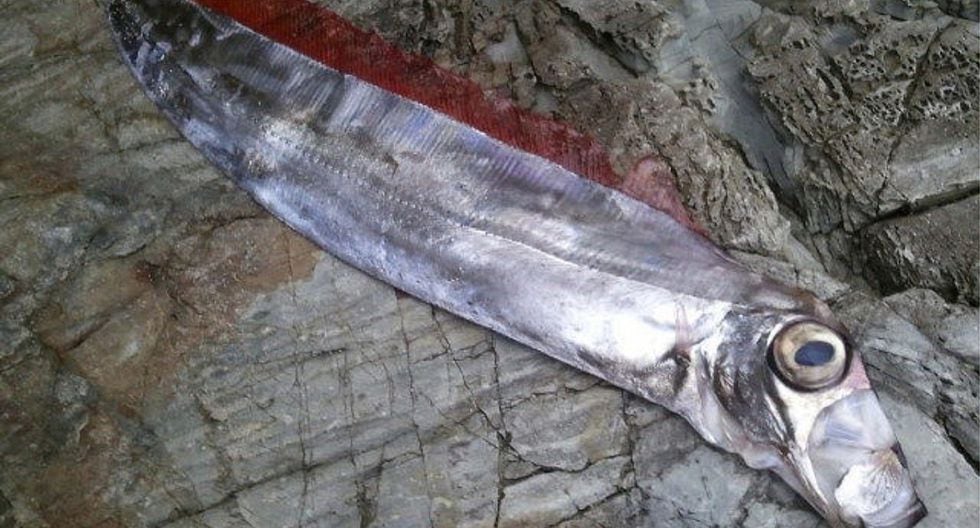 Peces remo aparecen en Japón y temen un inminente desastre natural ...