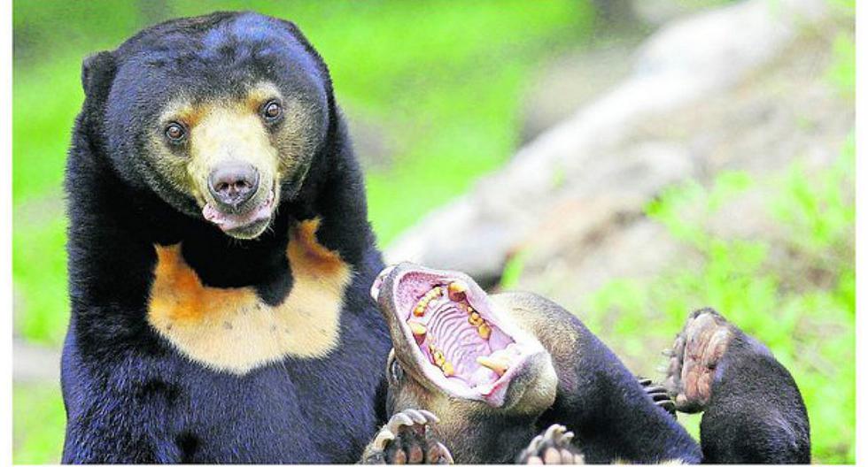 Ayacucho: Elaboran plan para salvar al oso andino | PERU | CORREO