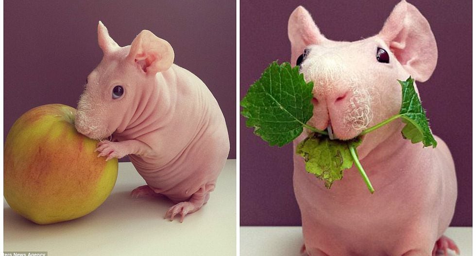Este es el cuy 'sin pelo' que robó corazones en Instragram (FOTOS ...