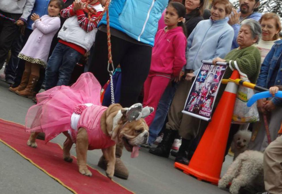 Más de 250 mascotas demostraron habilidades en desfile canino (FOTOS ...