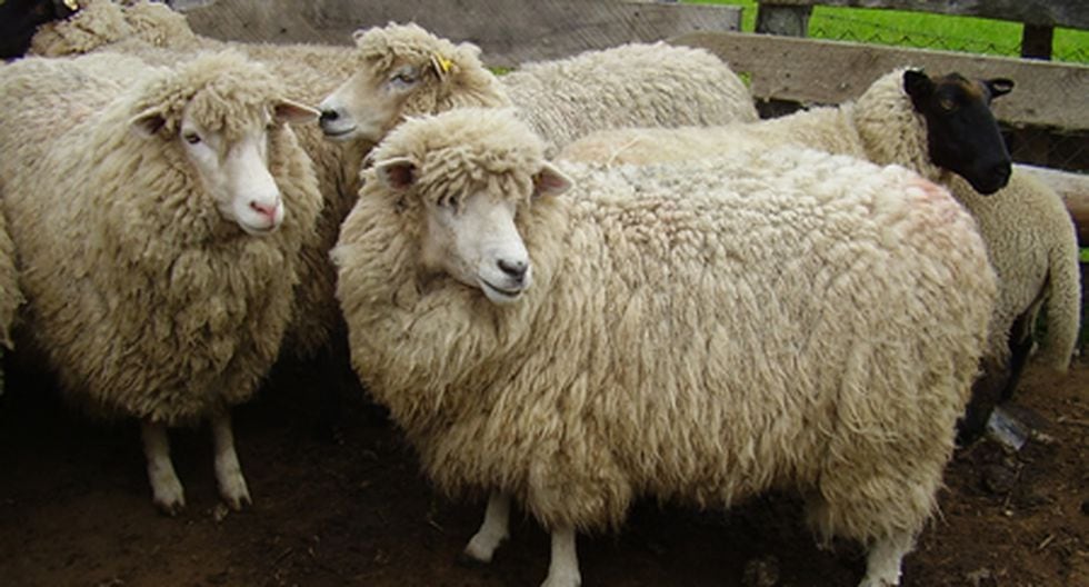 Perú: Mejoran raza de ovinos con miras a exportación de lana | NOTICIAS ...