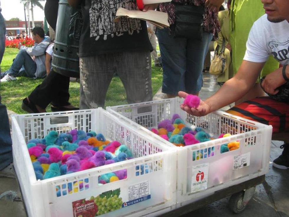 Trujillo: Venden pollitos vivos pintados de colores | PERU | CORREO