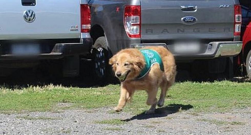 Chile: Perro policial detecta cocaína valorizada en $122 millones ...