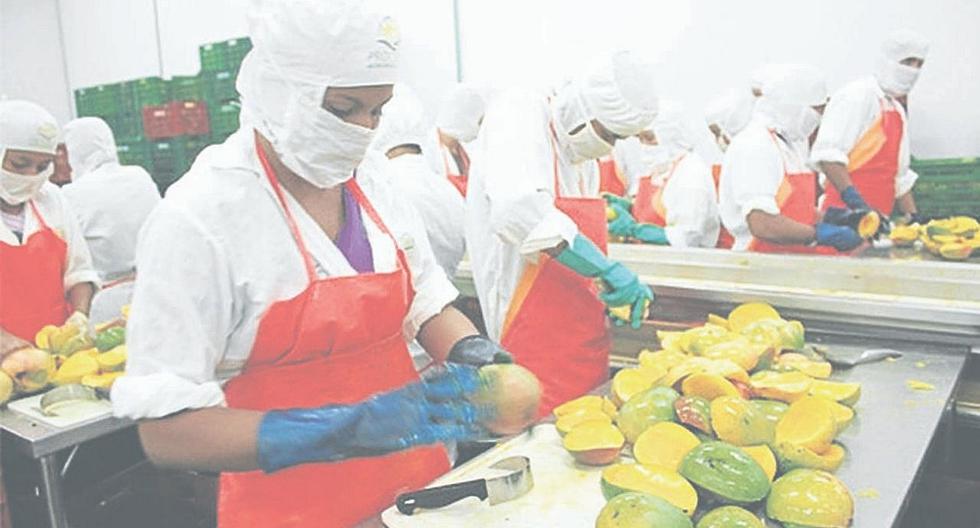 El mango piurano llegó a 24 países en campaña de exportación | EDICION ...