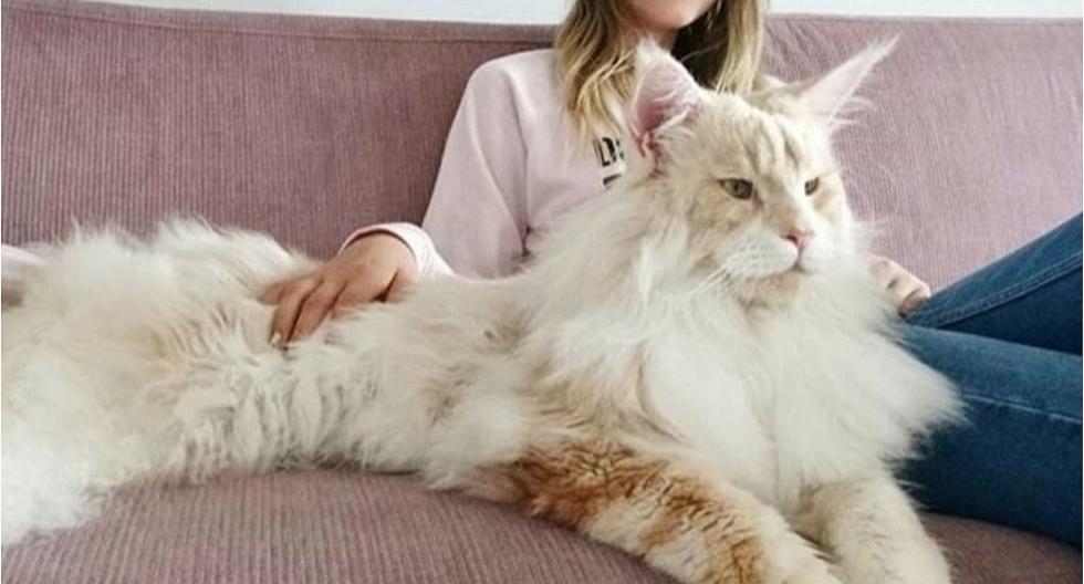 Lotus, el gato gigante que es furor en Instagram | MISCELANEA | CORREO