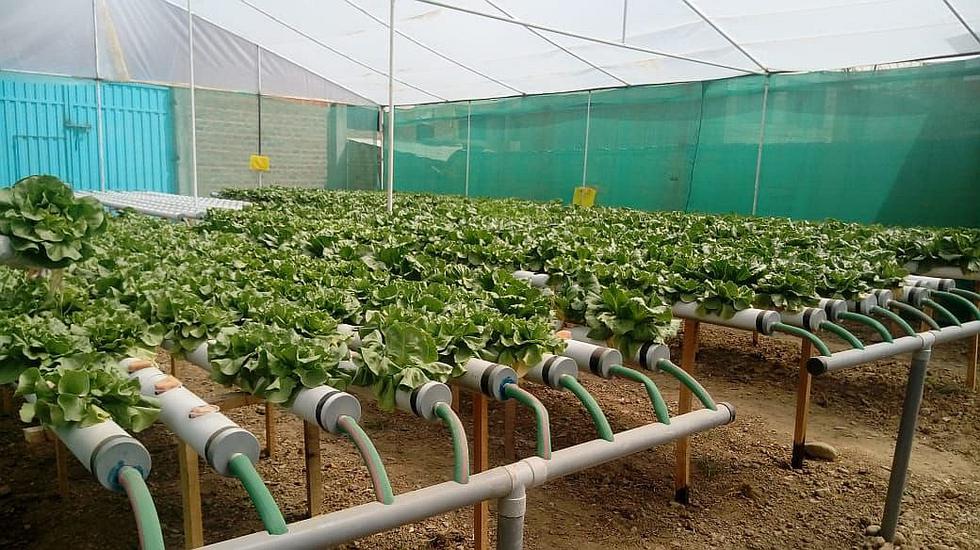 Hidroponía, una nueva alternativa de cultivos sin tierra (FOTOS ...