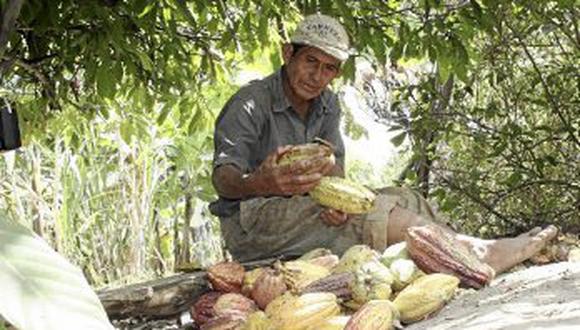 II Festival Nacional del Cacao Nativo en el VRAE | PERU | CORREO