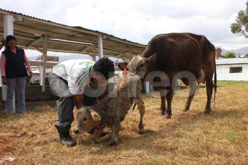 Nace becerrito "Vladimir" en inauguración de FIYA 2013 | PERU | CORREO