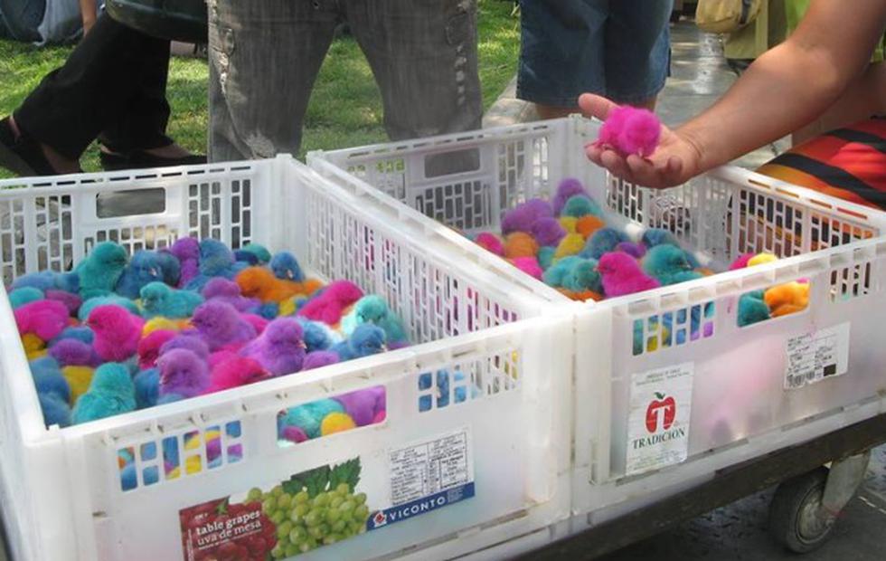 Trujillo: Venden pollitos vivos pintados de colores | PERU | CORREO