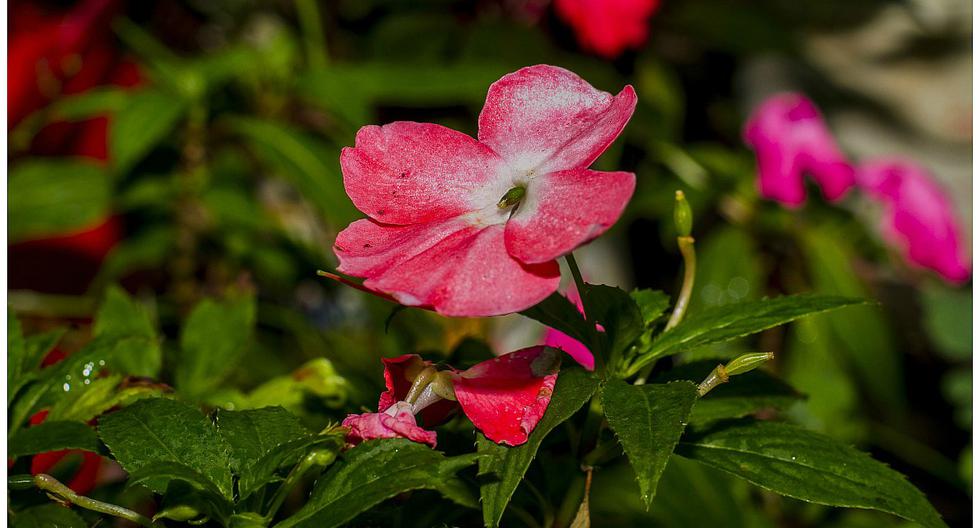 Orquídea: flor peruana de gran valía | PERU | CORREO