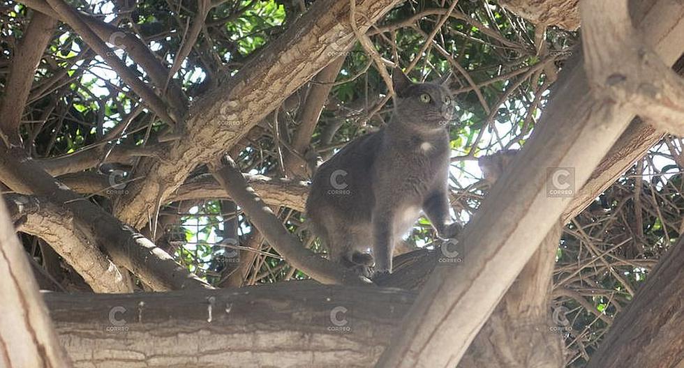 Sorpresa por aparición de un "gatonejo" en Tacna (VIDEO) | MISCELANEA ...