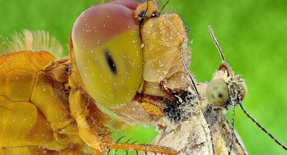 Tendencia: Así se ven los insectos cara a cara (FOTOS) | NOTICIAS ...