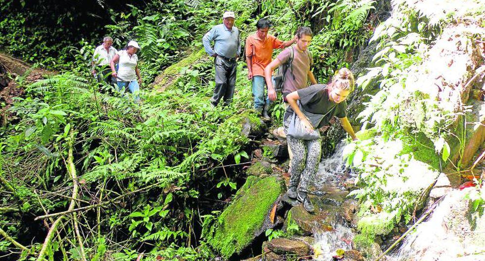 Conozca el bosque de Pui Pui, nuevo destino turístico en Pichanaki Perú ...