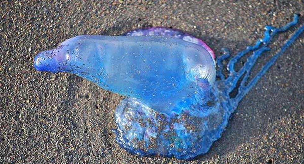 ¿Por qué es peligroso ver esta medusa azul en la playa? (VIDEO ...
