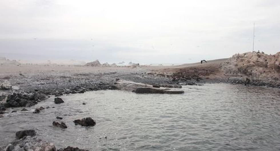 Ilo: La riqueza de las aves de Punta Coles | PERU | CORREO