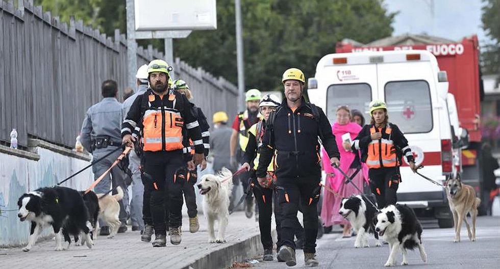 Perros rescatadores y perros rescatados en medio del terremoto en ...