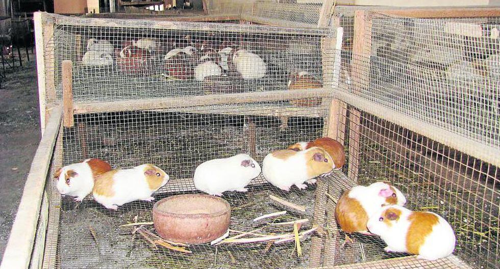 Perú: Crece producción de cuy en la región Junín | NOTICIAS CORREO PERÚ