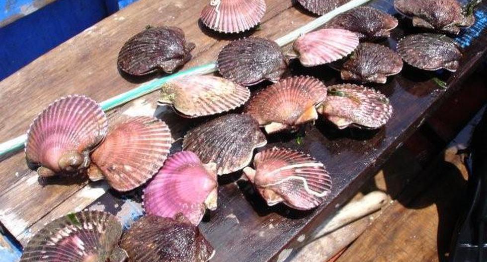 Exportan 40 toneladas de conchas de abanico | PERU | CORREO