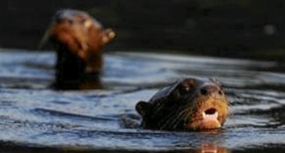 Lobo de río reconocido como especie representativa | PERU | CORREO