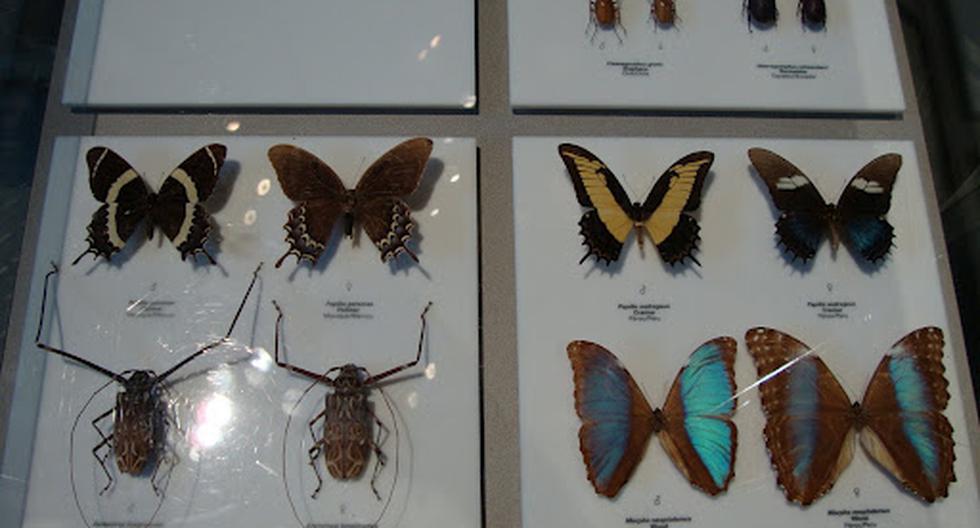 Crean primer Insectario Municipal del Perú en Miraflores | PERU | CORREO