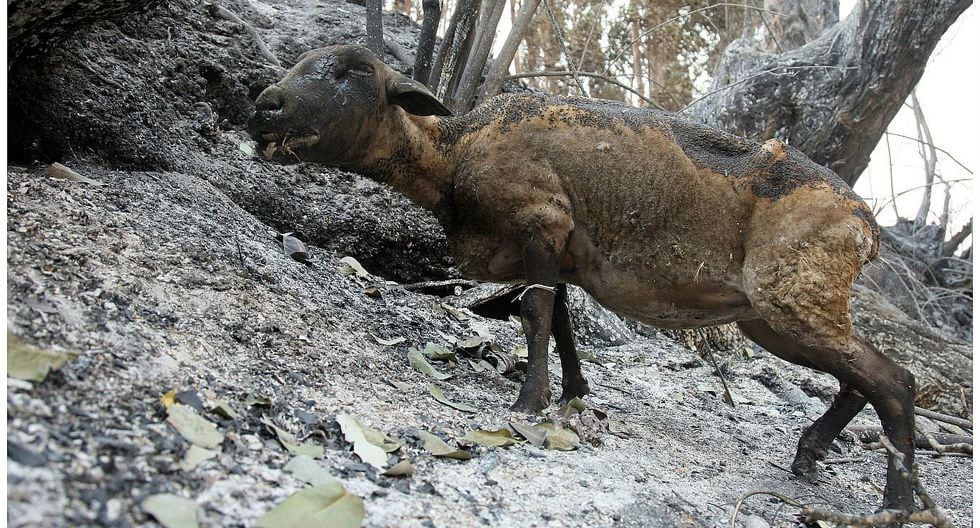 Chile: animales, las otras víctimas de los incendios forestales (FOTOS ...