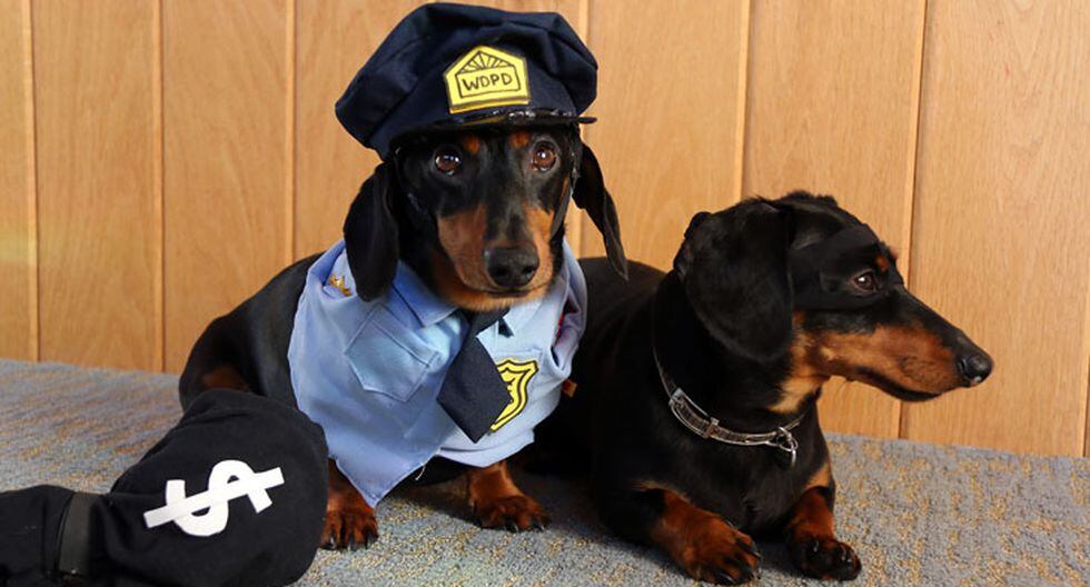 Perritos juegan a "policías y ladrones" en adorable viral Perú | Correo