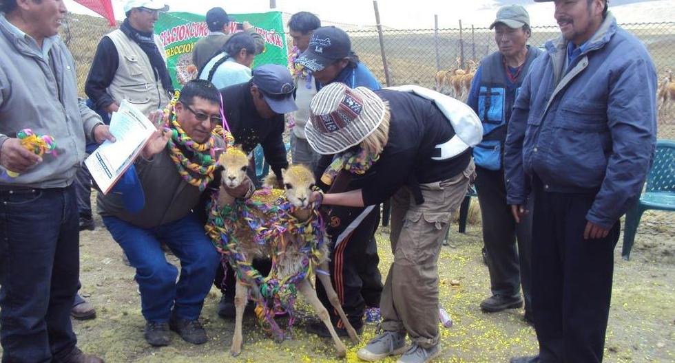 Puno: Realizan tradicional chacu, esquila, challa y matrimonios de ...