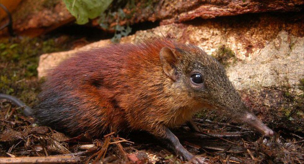 Cajamarca: Hallan nuevo tipo de musaraña en un santuario natural Lima ...