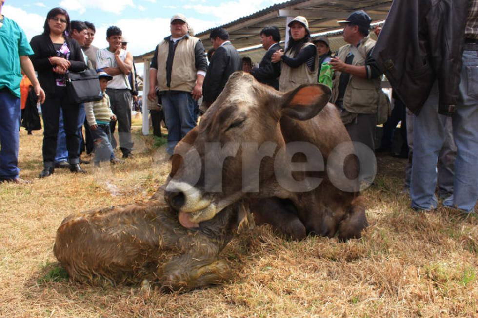 Nace becerrito "Vladimir" en inauguración de FIYA 2013 | PERU | CORREO
