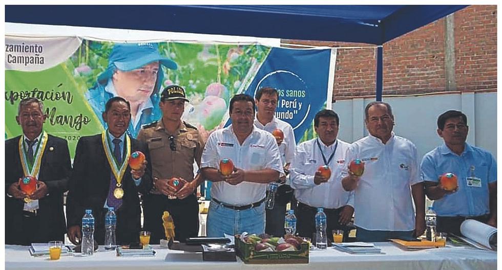 Exportaciones de mango kent llegarán a 30 mil toneladas | EDICION | CORREO