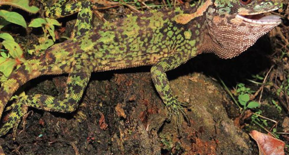 Nuevas especies de reptiles aparecen en Amazonía | PERU | CORREO