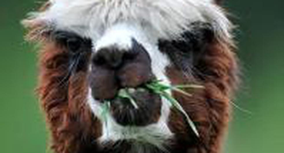 Austria: Alpacas reciben "cambio de look" en trasquilado anual | MUNDO ...