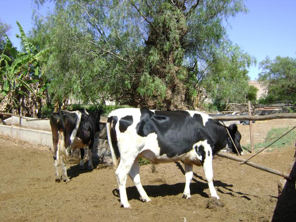 Usaron camión personal de alcalde para trasladar Vacas | PERU | CORREO