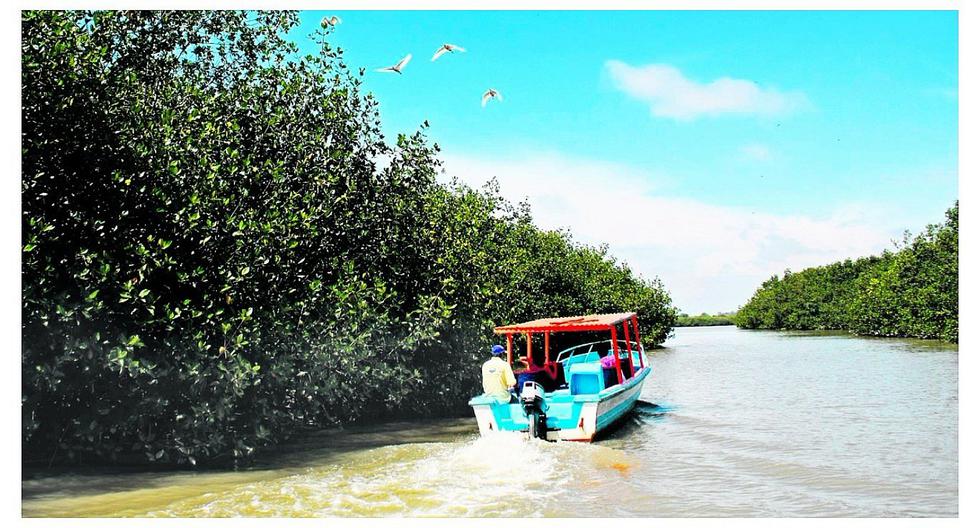 Los Manglares de Tumbes es una opción para visitar en verano | EDICION ...