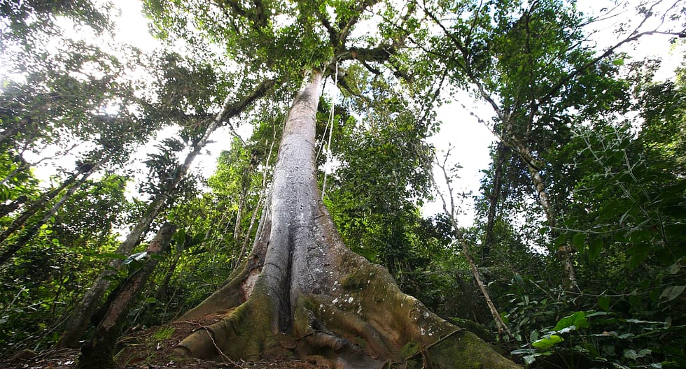 Perú ocupa el séptimo lugar en el mundo con mayor deforestación de sus ...