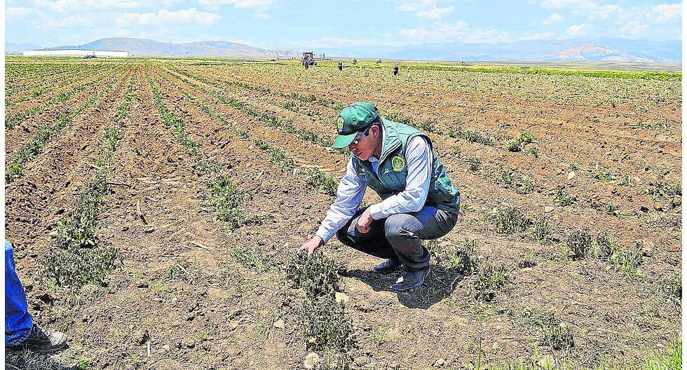 Junín Crisis En El Sector Agricultura Por Heladas Y Sequías Huancayo