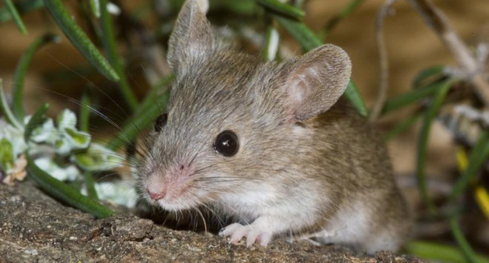 Chile: Hallan nueva especie de ratón en bosques | MUNDO | CORREO
