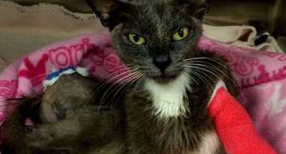 Tendencia: Gato que sobrevivió a atropello, disparos y apedreamiento ...