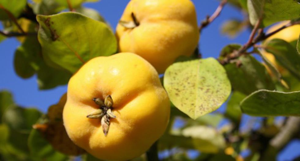 Salud: Conoce los beneficios del membrillo | GASTRONOMIA | CORREO