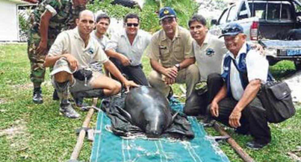 Rescatan a manatí amazónico en peligro de extinción | PERU | CORREO