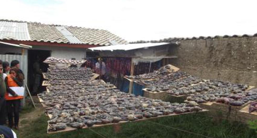 Fetos disecados son comercializados entre 50 a 120 nuevos soles | PERU ...