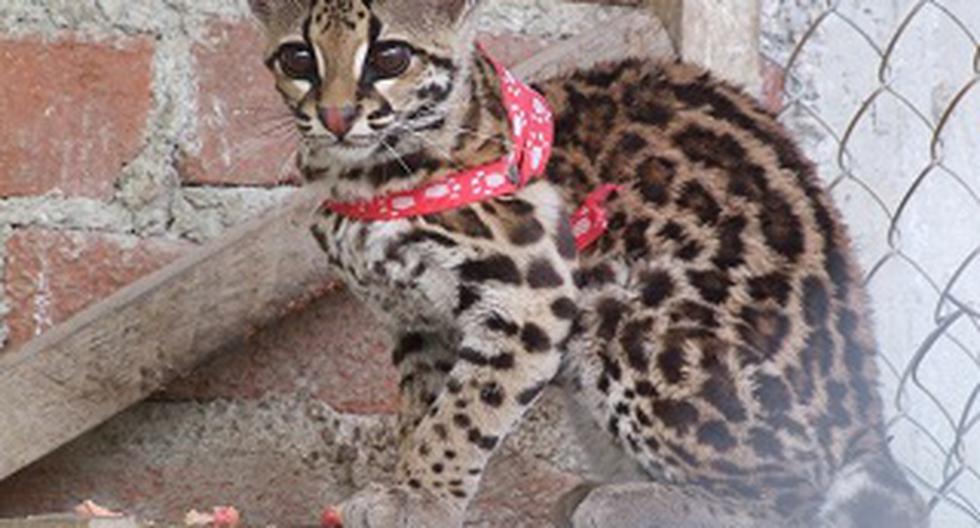 Hallan tigrillo dentro de una institución educativa | PERU | CORREO