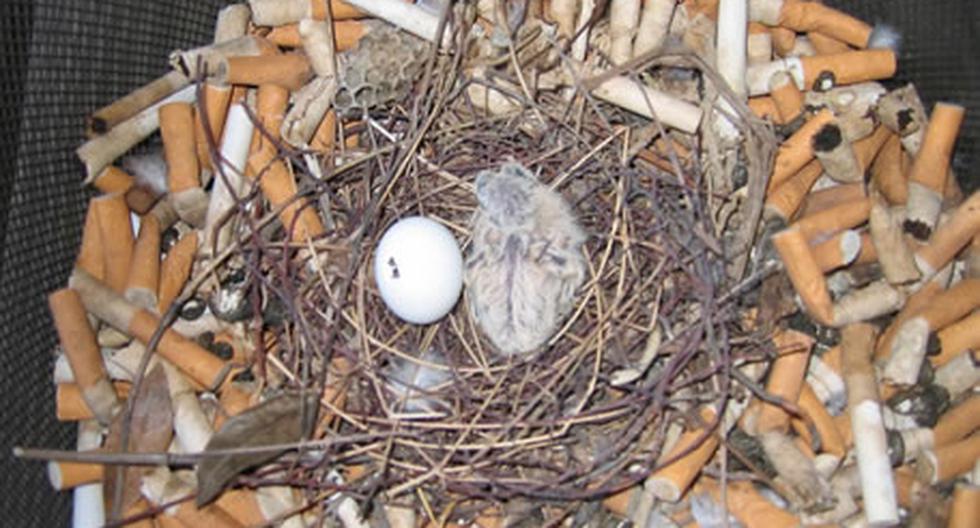 Aves usan colillas de cigarros para repeler insectos en sus nidos ...