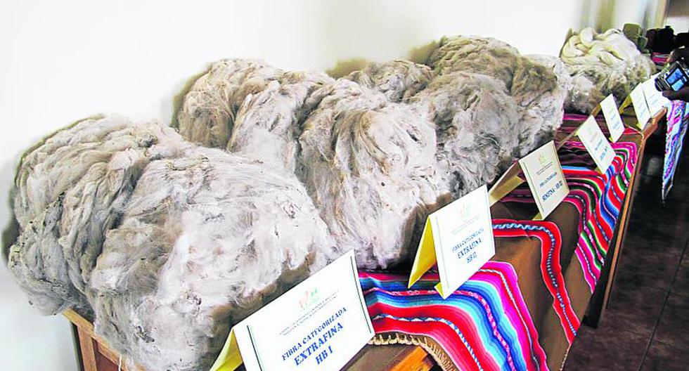 Casi el 100% de fibra de alpaca se va para la China | PERU | CORREO