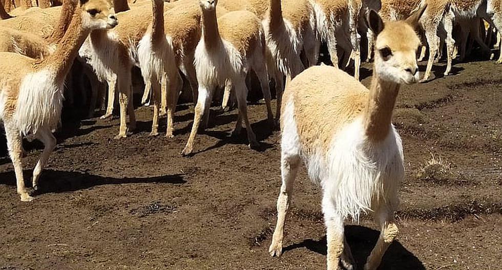 El ancestral Chaccu maravilla a cientos de espectadores | EDICION | CORREO